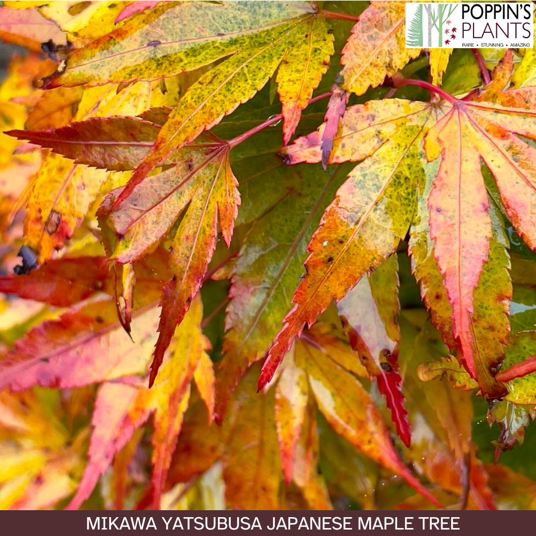 Mikawa Yatsubusa Japanese Maple Tree